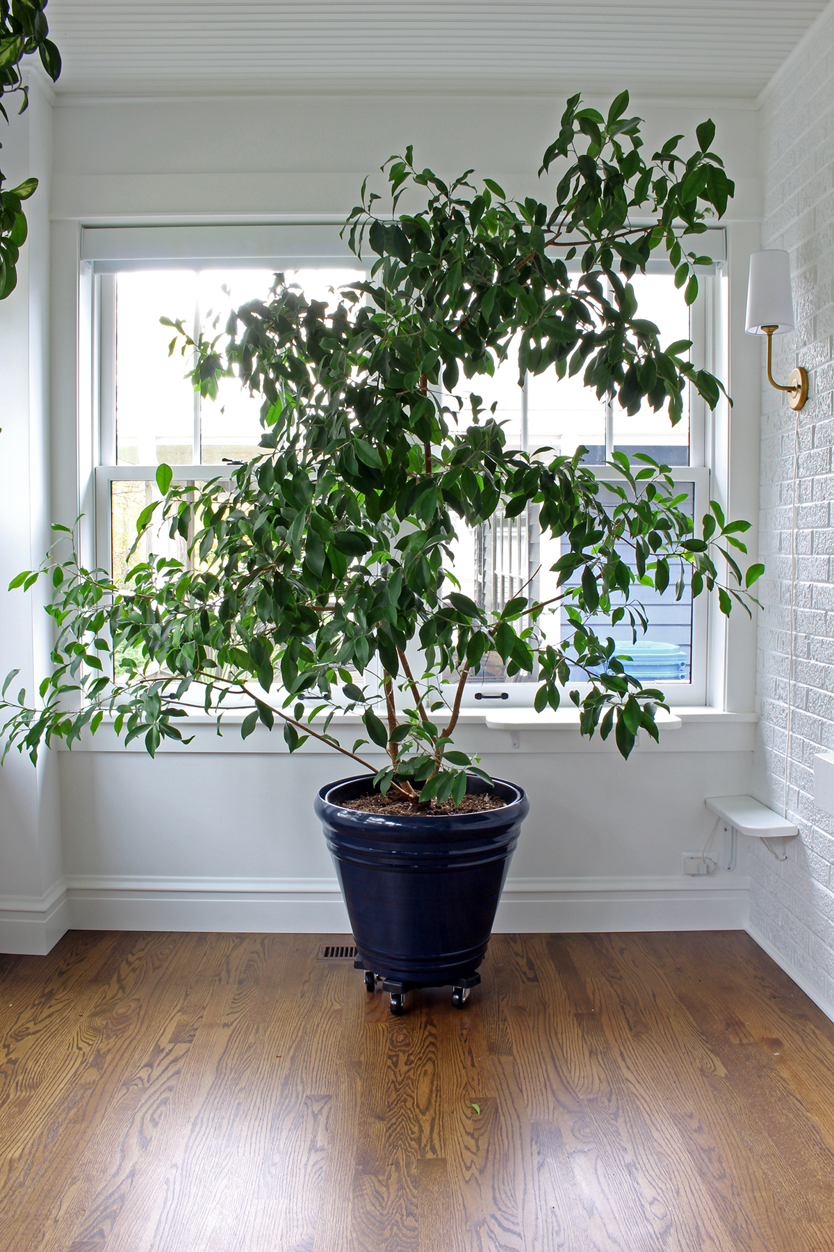 Sunroom Renovation Before and After – Project Palermo